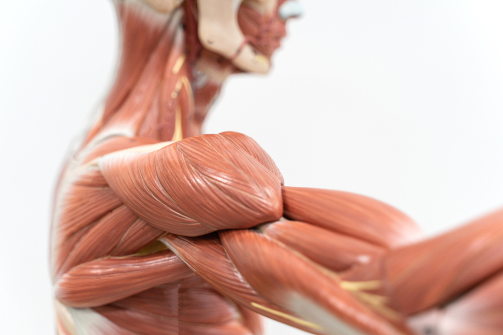 Rhabdomyolysis: A Breakdown of Sorts – Pass with PASS, LLC